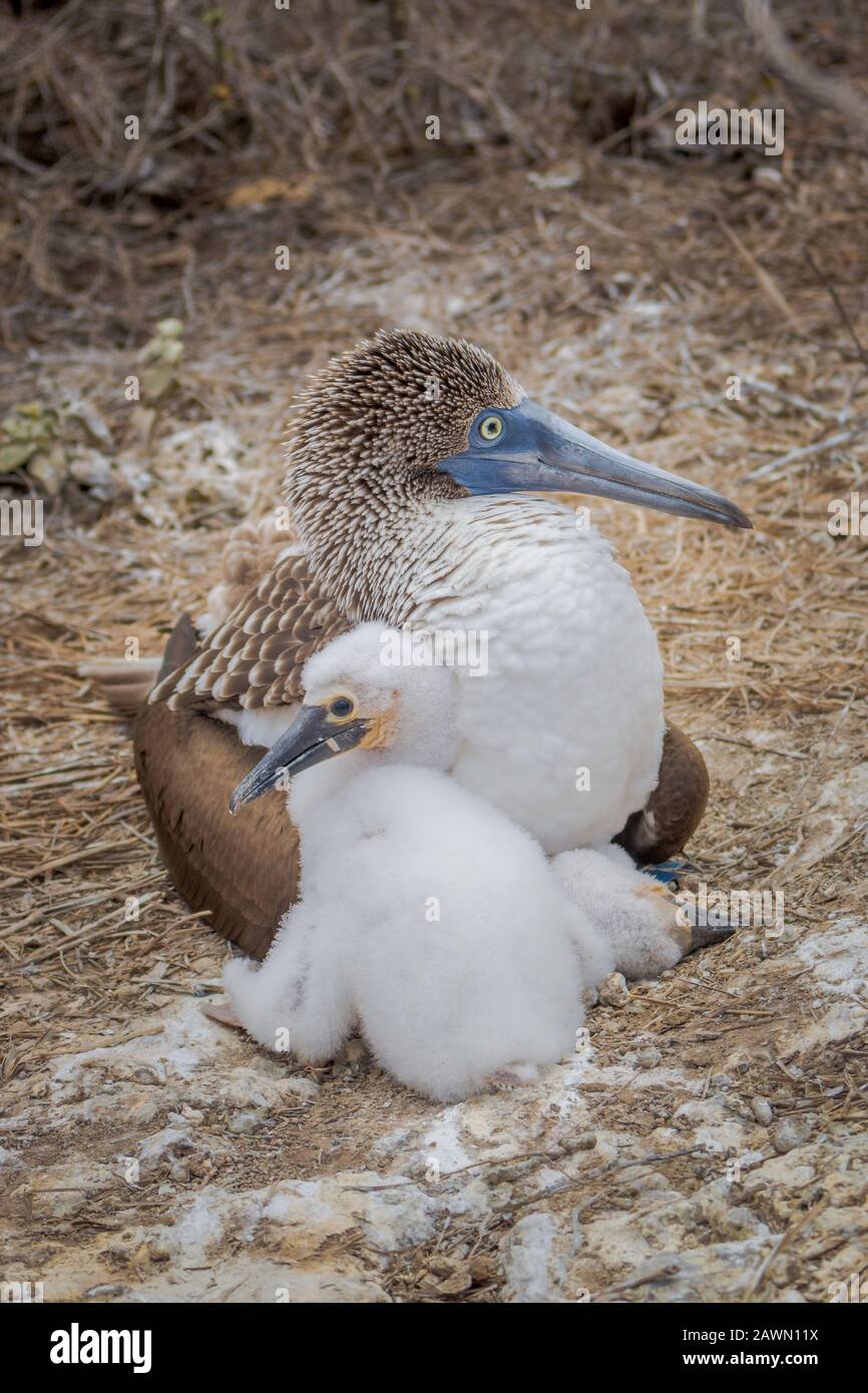 Blue Footed Booby Stock Photo - Alamy