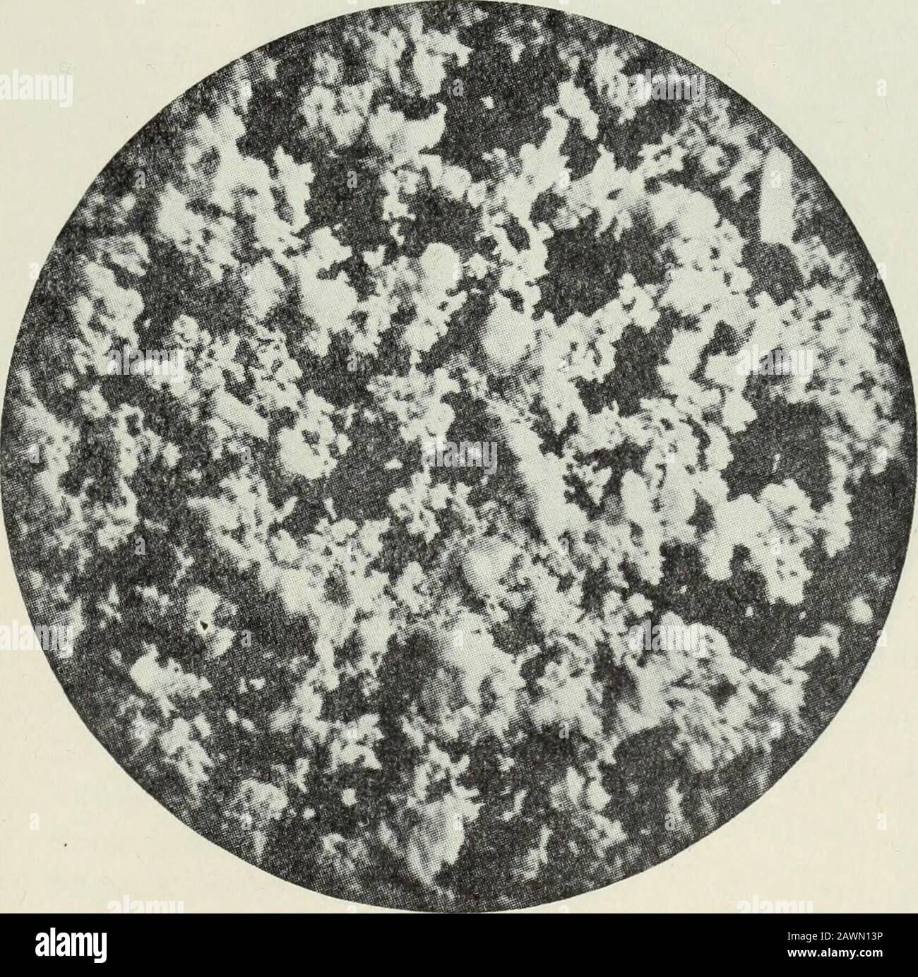 Oidium hi-res stock photography and images - Alamy