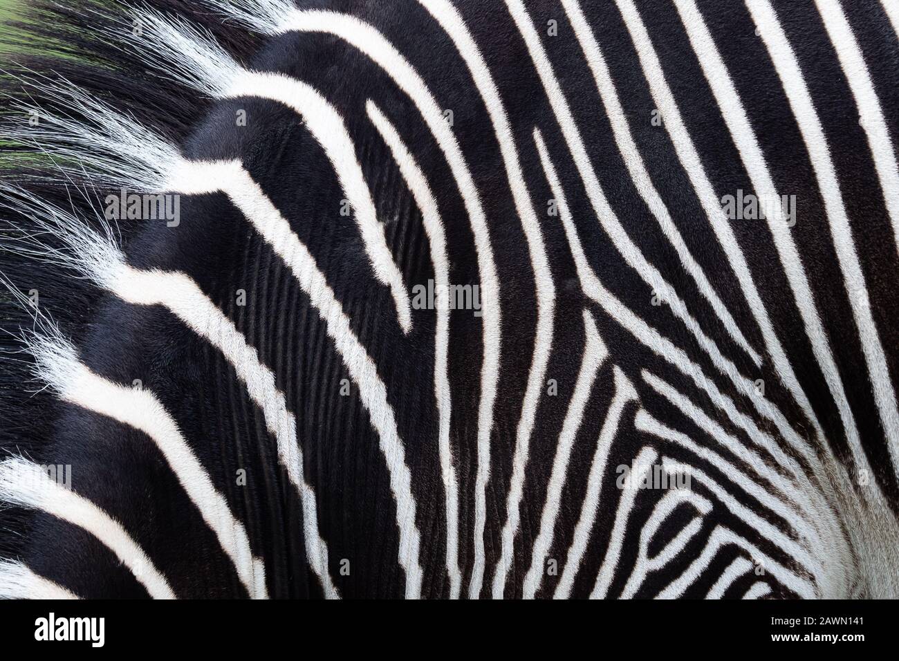 Detail of a black and white stripes on a zebra skin Stock Photo - Alamy