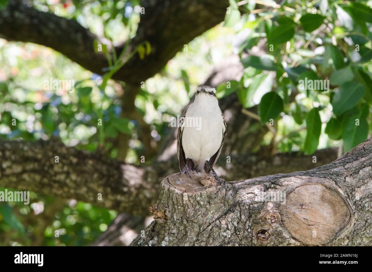 Frontal view of a chalk-browed mockingbird, mimus saturninus, standing ...