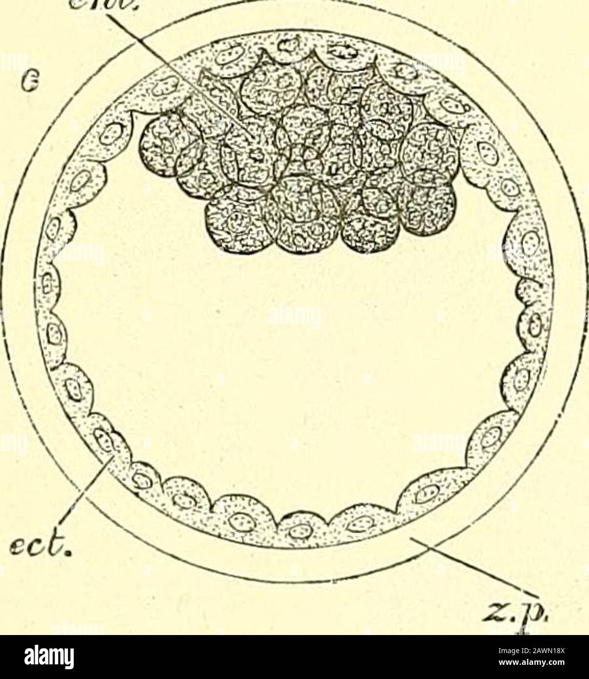 Quain's elements of anatomy . ^-^^^^^ ? ect. zii. eiib cnh Stock Photo ...