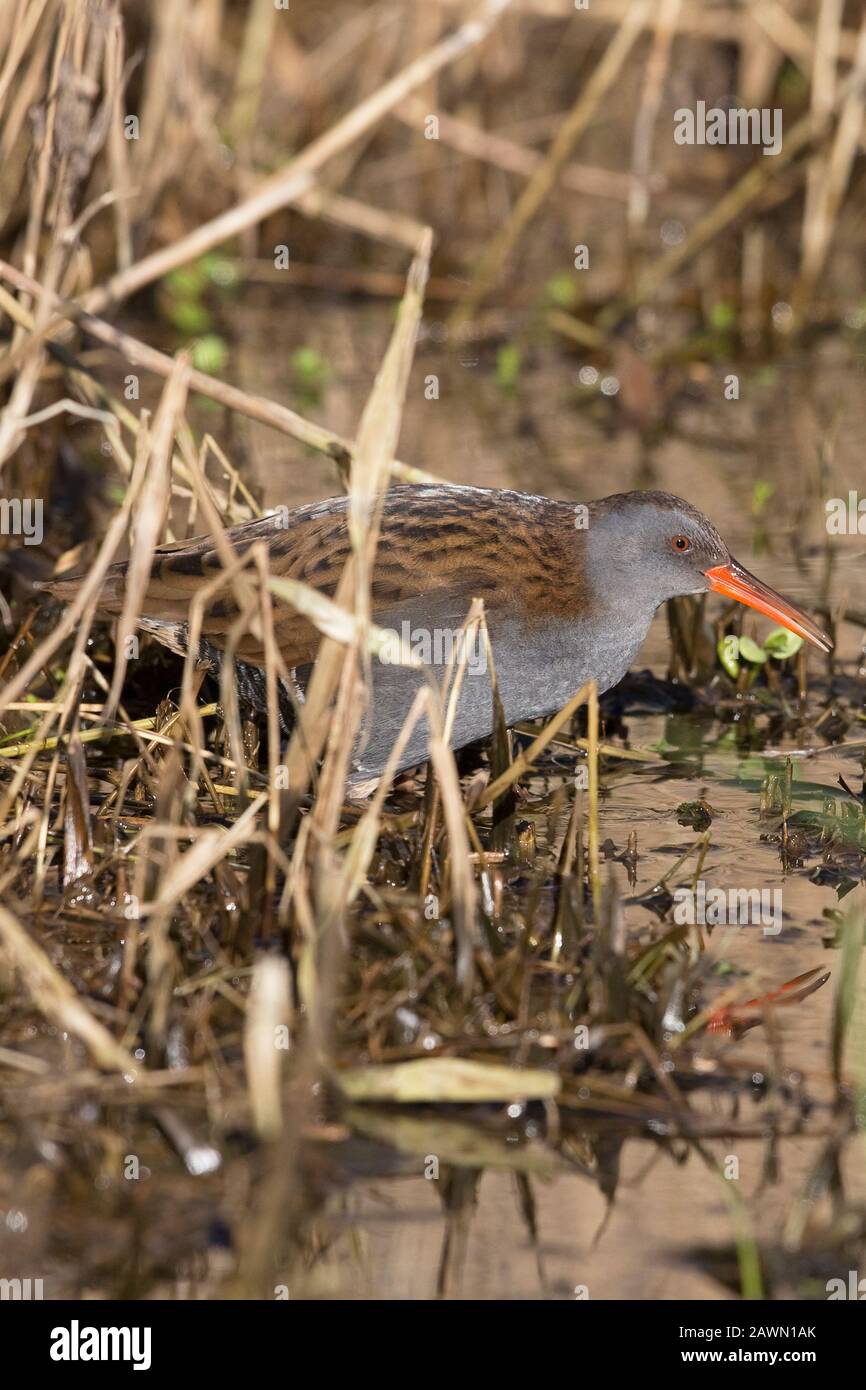 Water Rail (Rallus aquaticus Stock Photo - Alamy