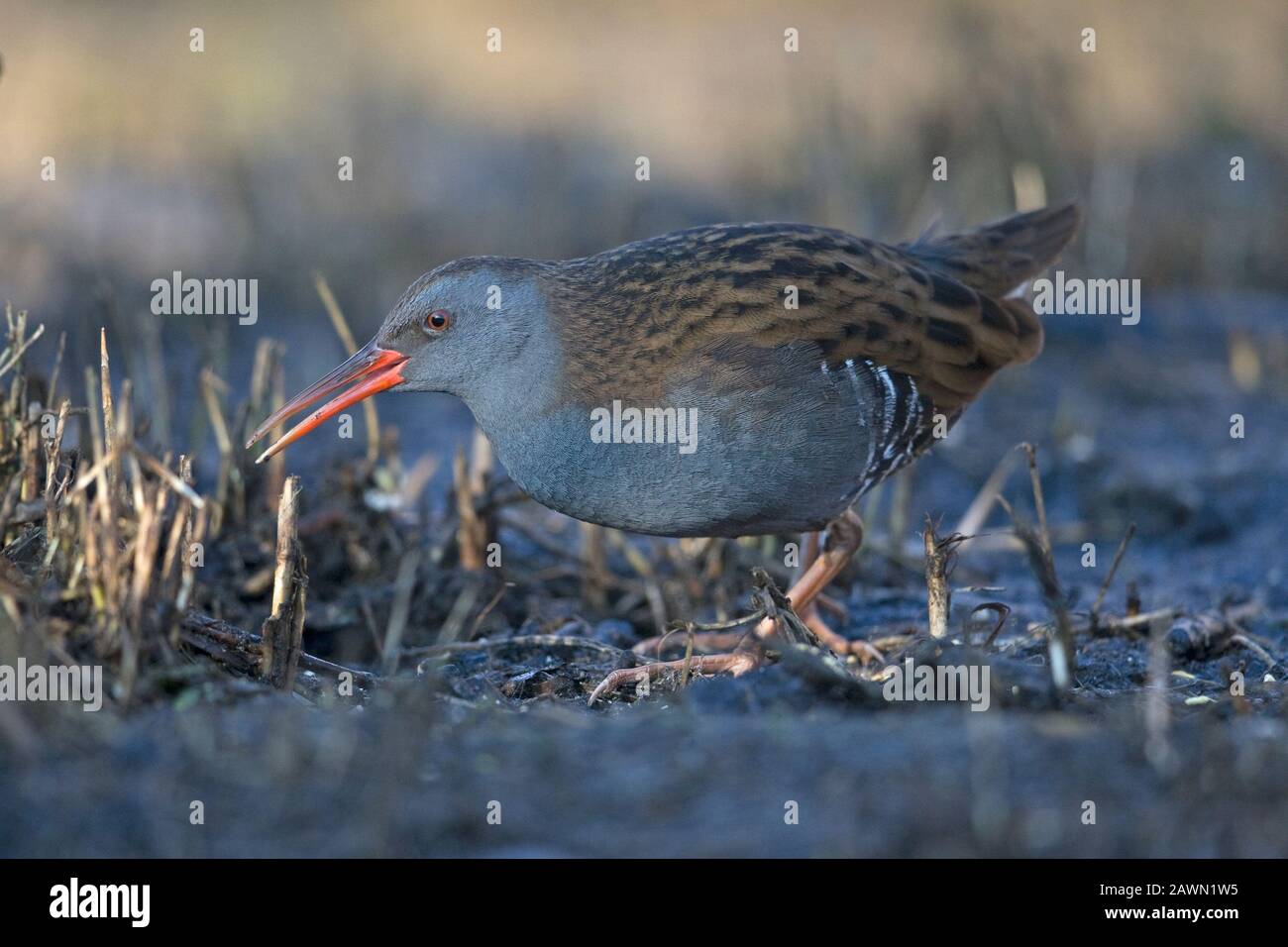 Water rails hi-res stock photography and images - Alamy