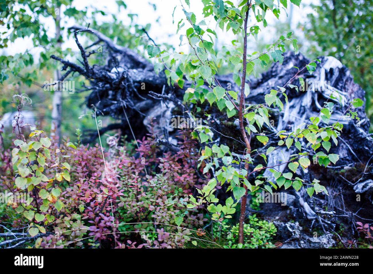 wild autumn forrest, roots of trees in mess background, dark world ...