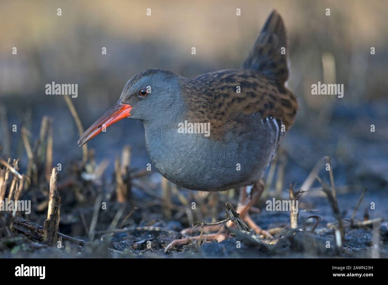 Water Rail (Rallus aquaticus Stock Photo - Alamy
