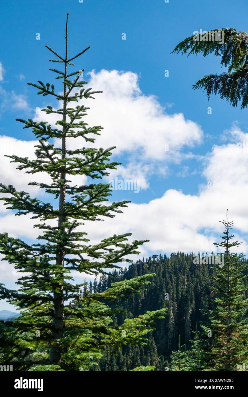 Indian Ridge Lookout, Lane County, Willamette National Forest, Oregon ...