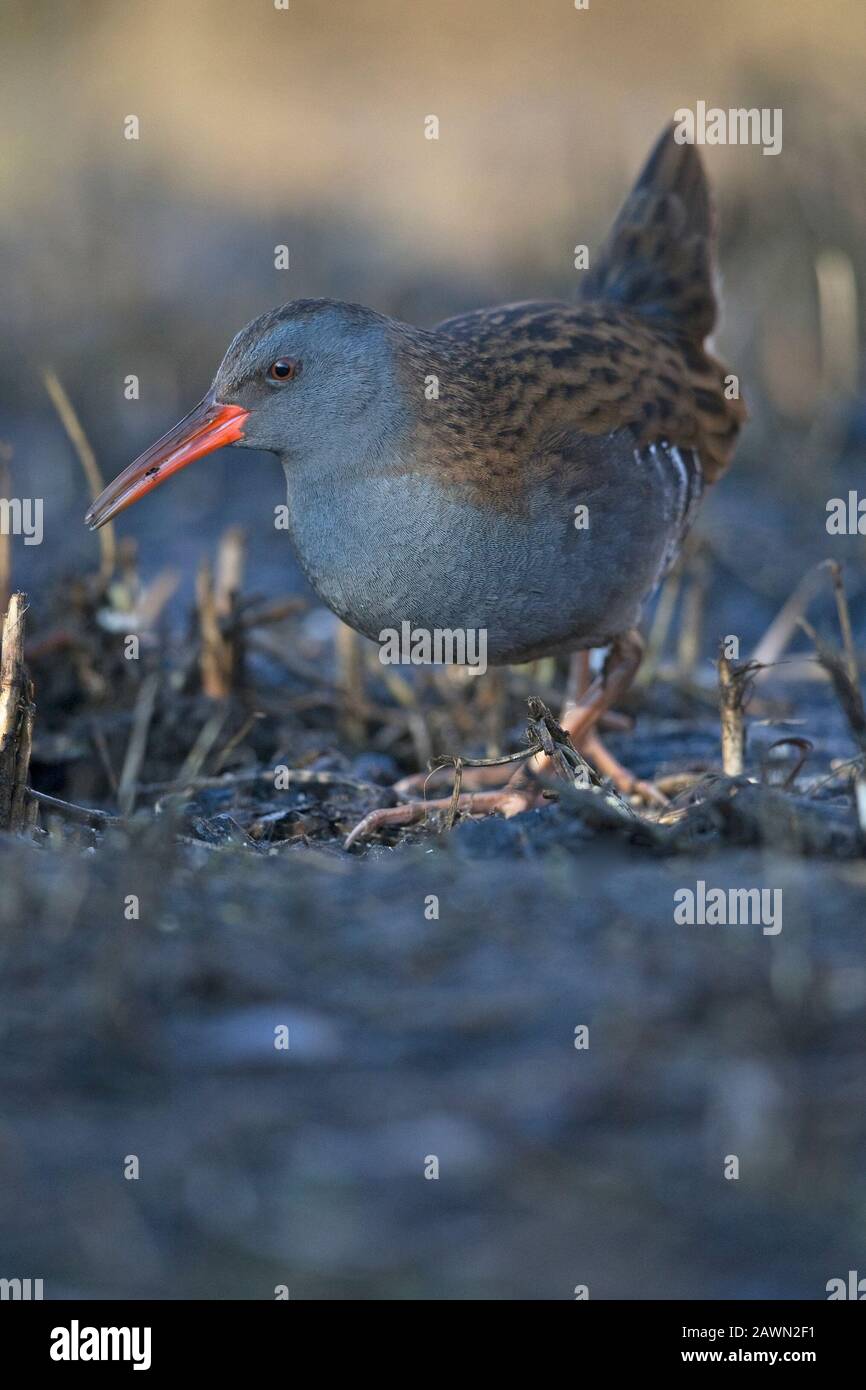 Water Rail (Rallus aquaticus Stock Photo - Alamy