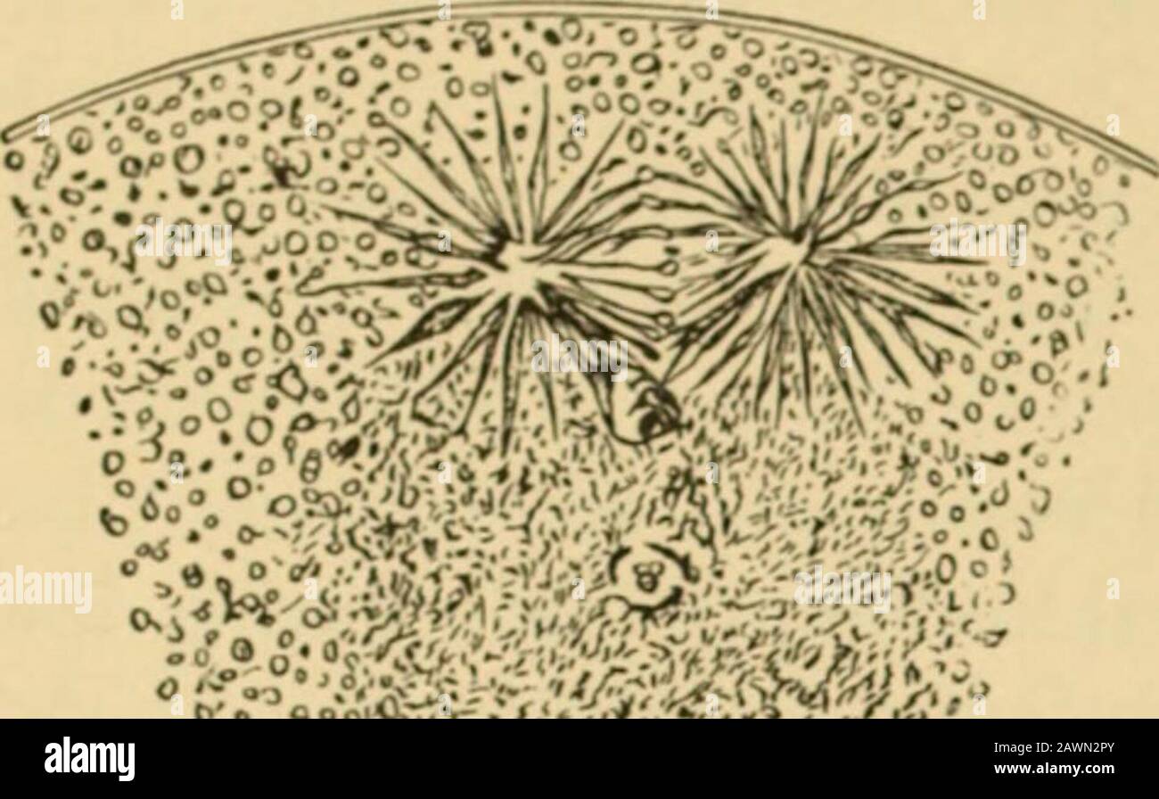A system of obstetrics . ing karyokinesis; p, the first polar globule ...