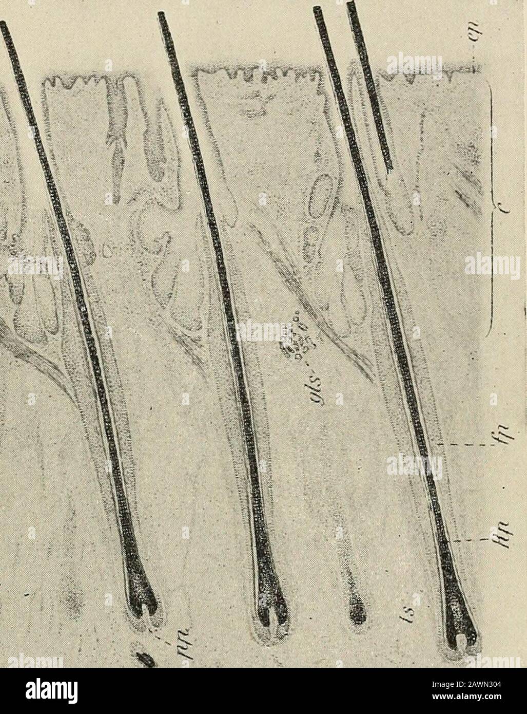 Erector muscle hi-res stock photography and images - Alamy