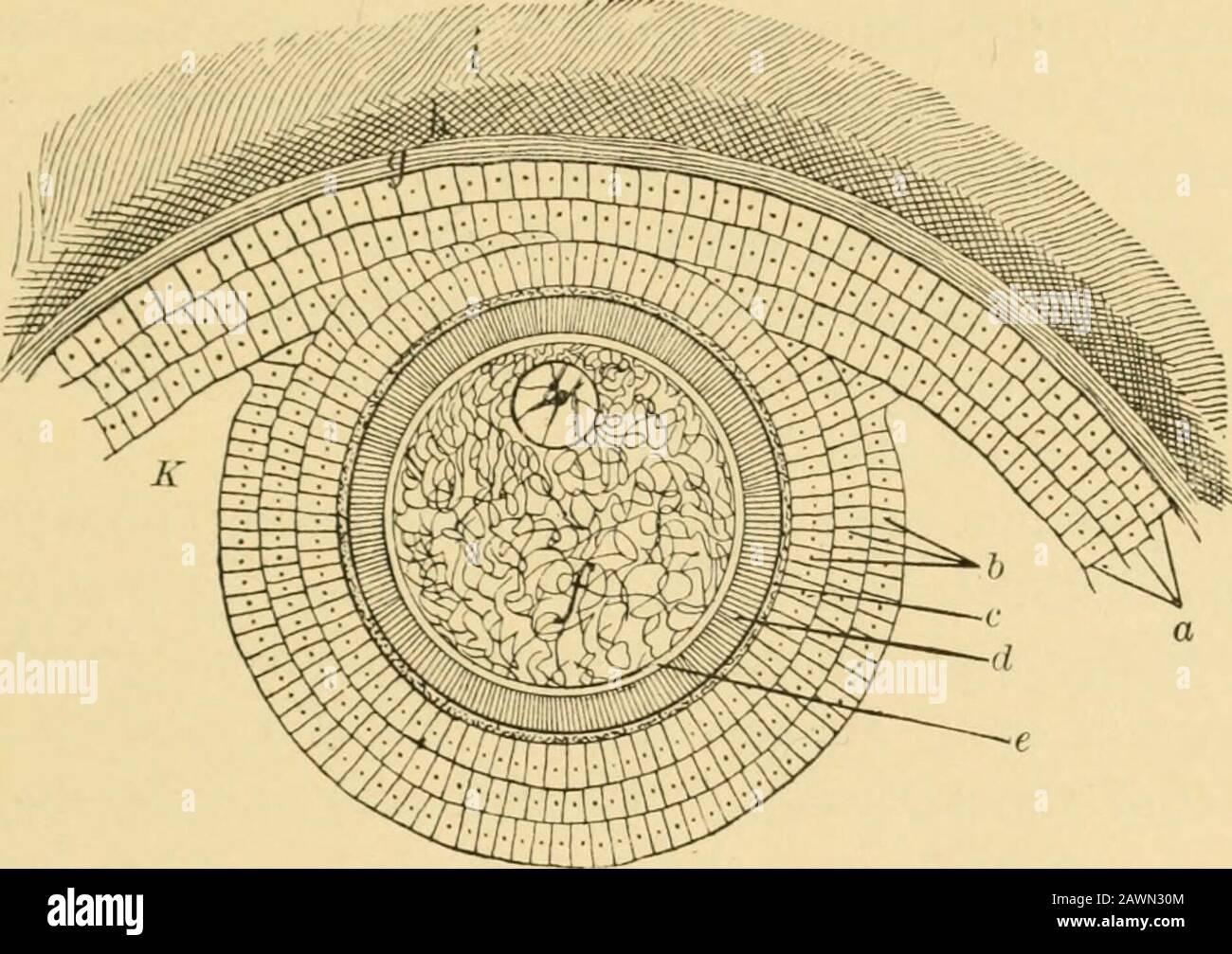 A system of obstetrics . OVULATION. to the first-formed cell-wall of ...