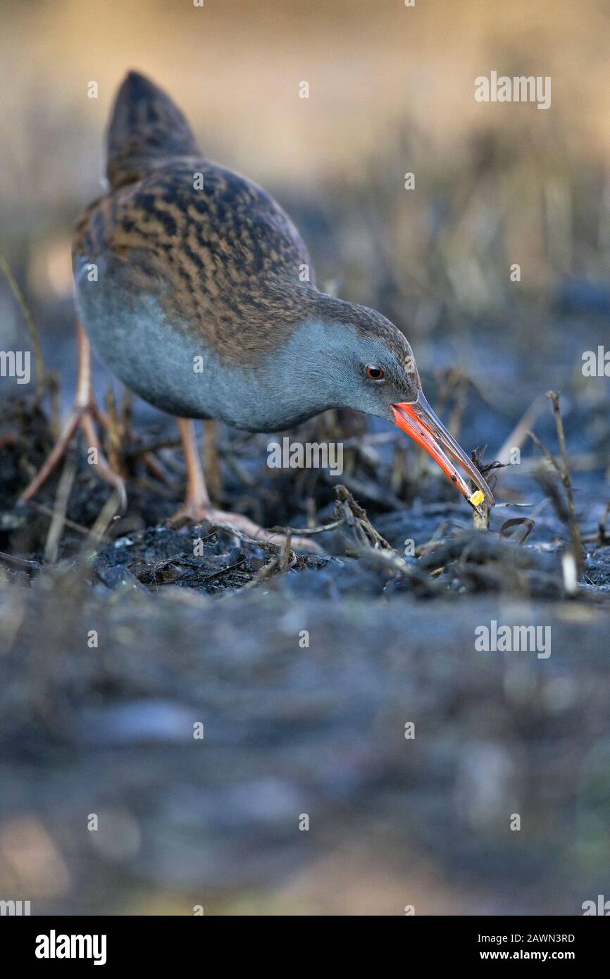 Water Rail (Rallus aquaticus Stock Photo - Alamy