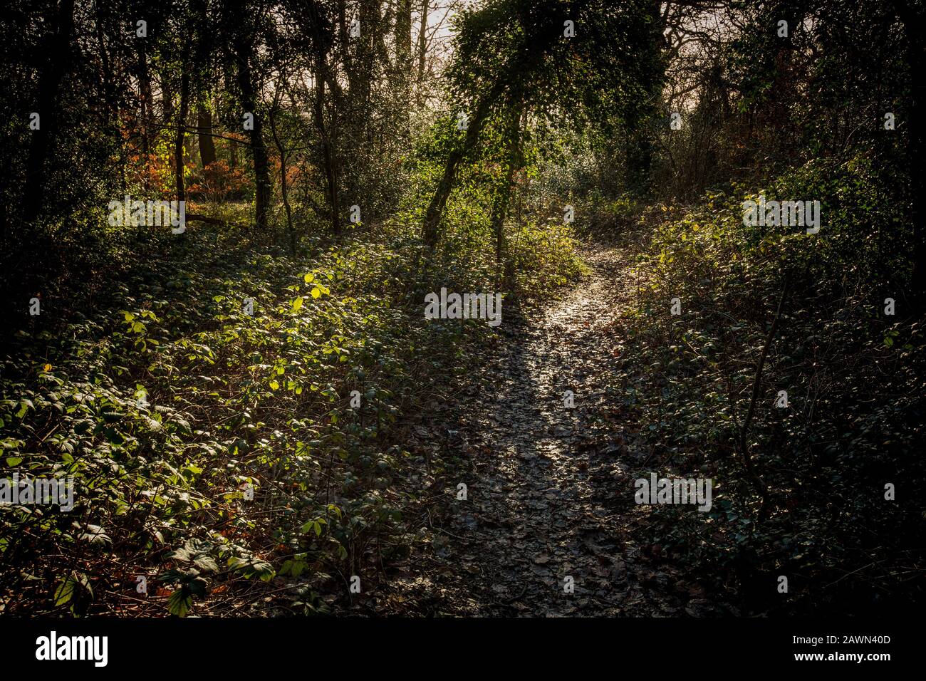 Woodland trails hi-res stock photography and images - Alamy