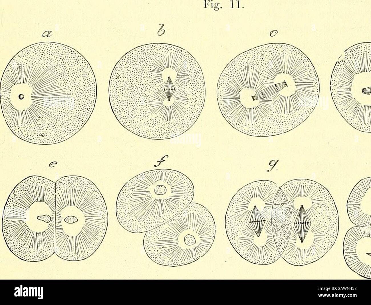Nucleoplasmic hi-res stock photography and images - Alamy