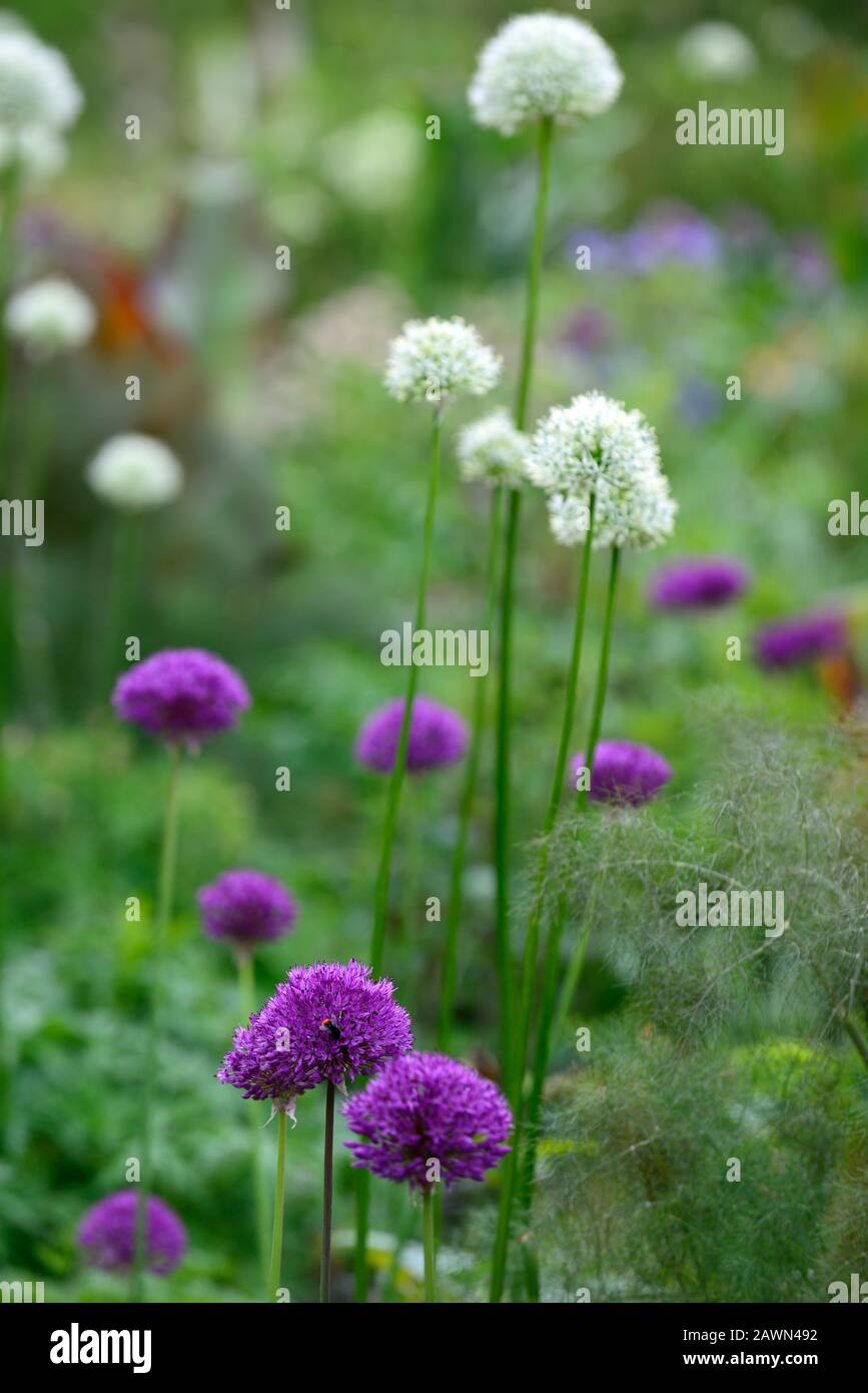 allium mount everest,allium purple sensation,white pueple alliums,mix ...