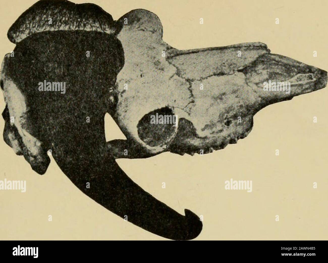 Musk-ox, bison, sheep, and goat . SKULL OF THE BARREN GROUND MUSK-OX ...
