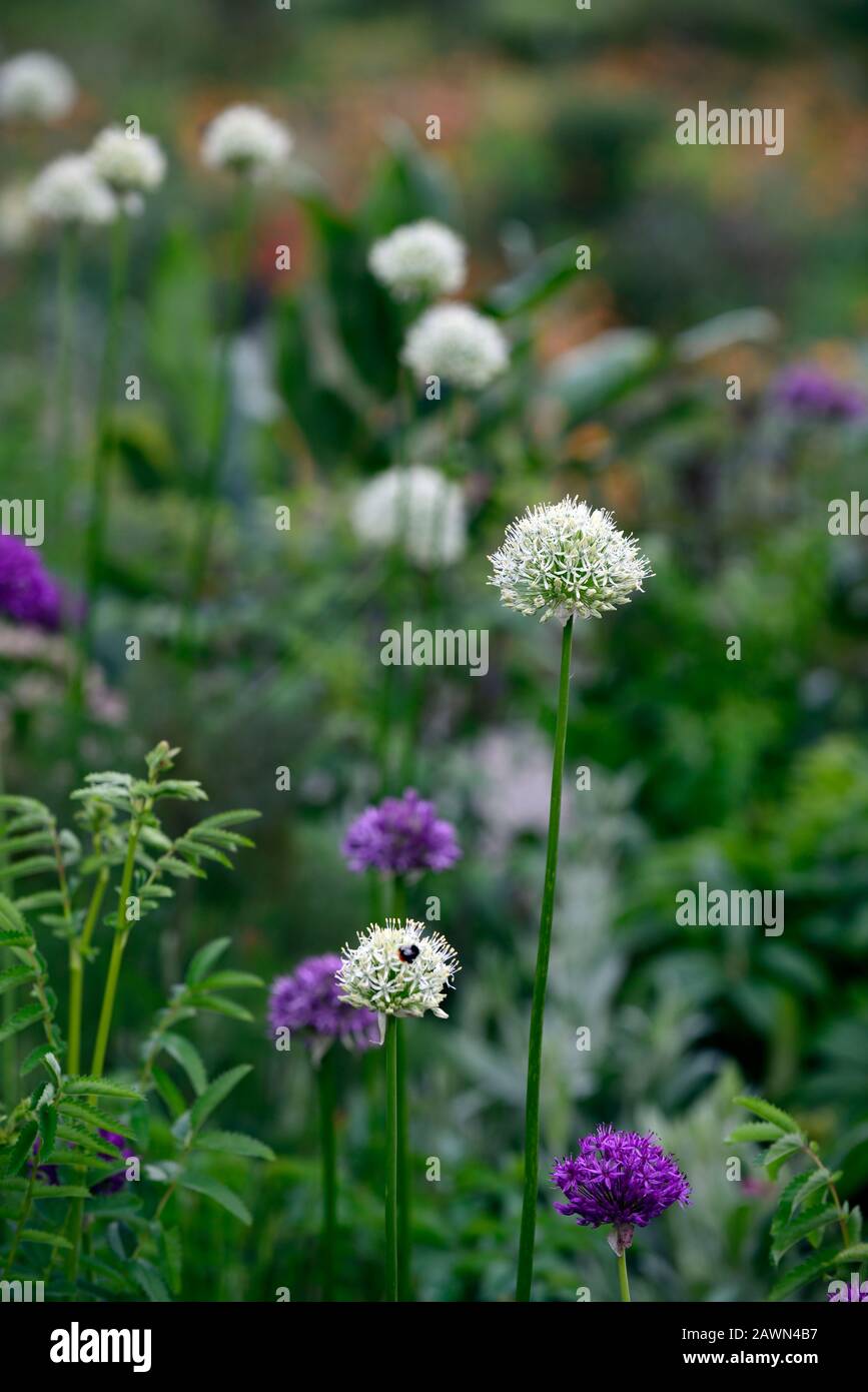 allium mount everest,allium purple sensation,white purple alliums,mix ...
