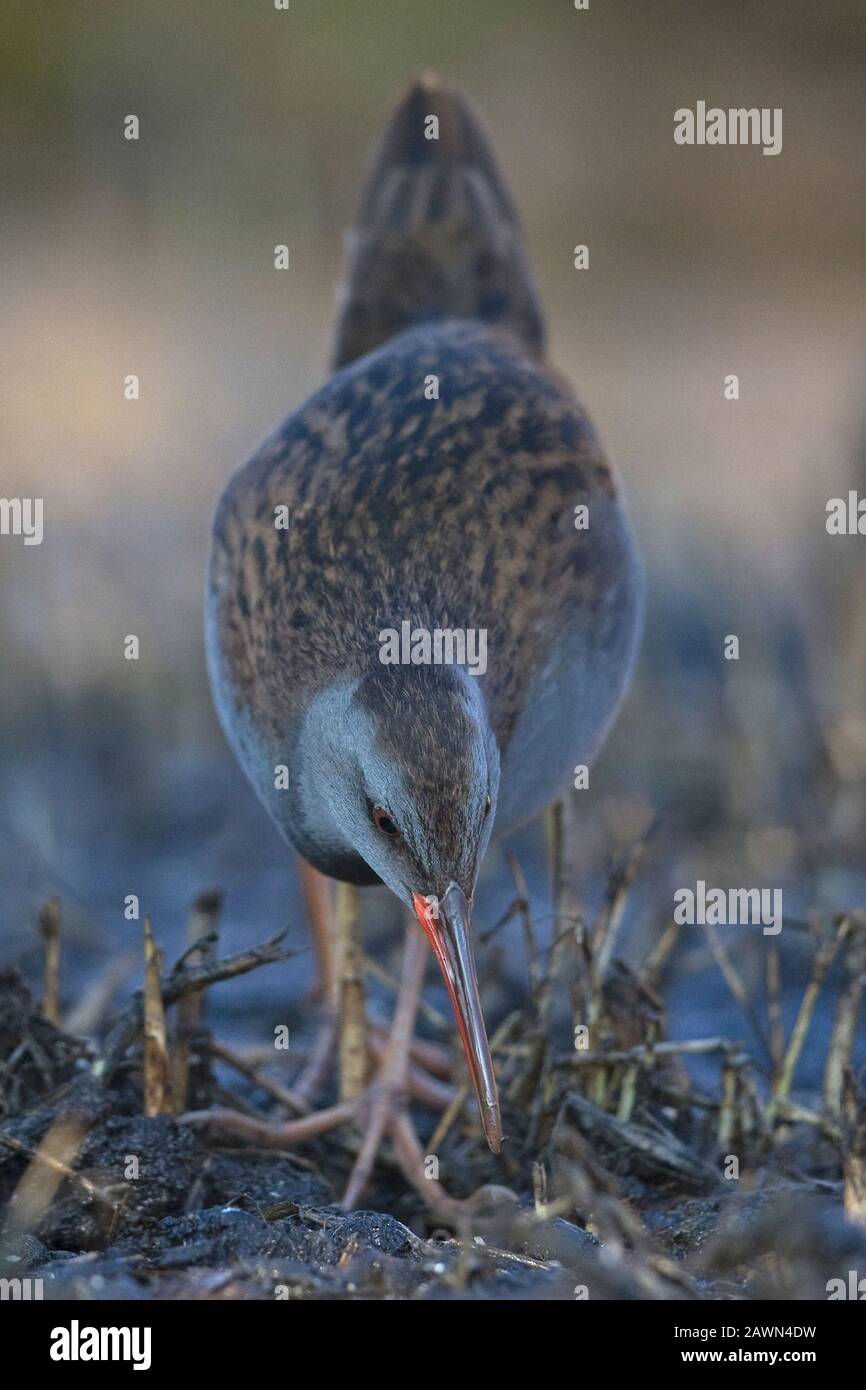 Water Rail (Rallus aquaticus Stock Photo - Alamy