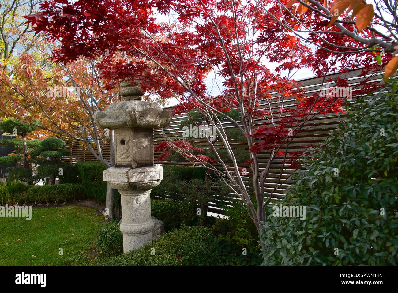 Pink japanese maple hi-res stock photography and images - Alamy