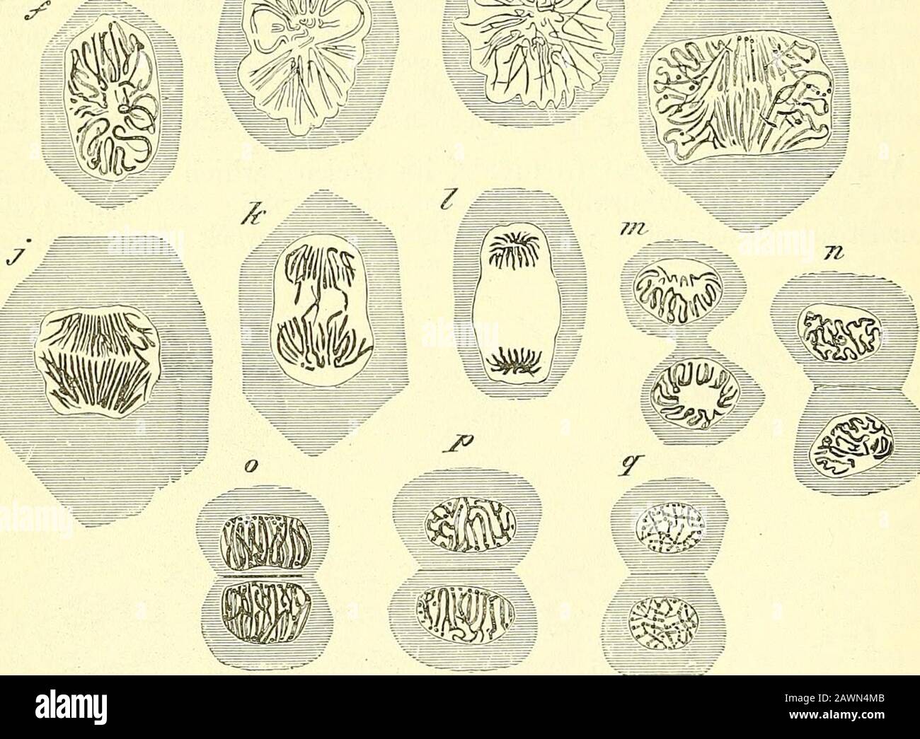 Quain's elements of anatomy . Fig. 10.—Epithelium cells op salamander ...