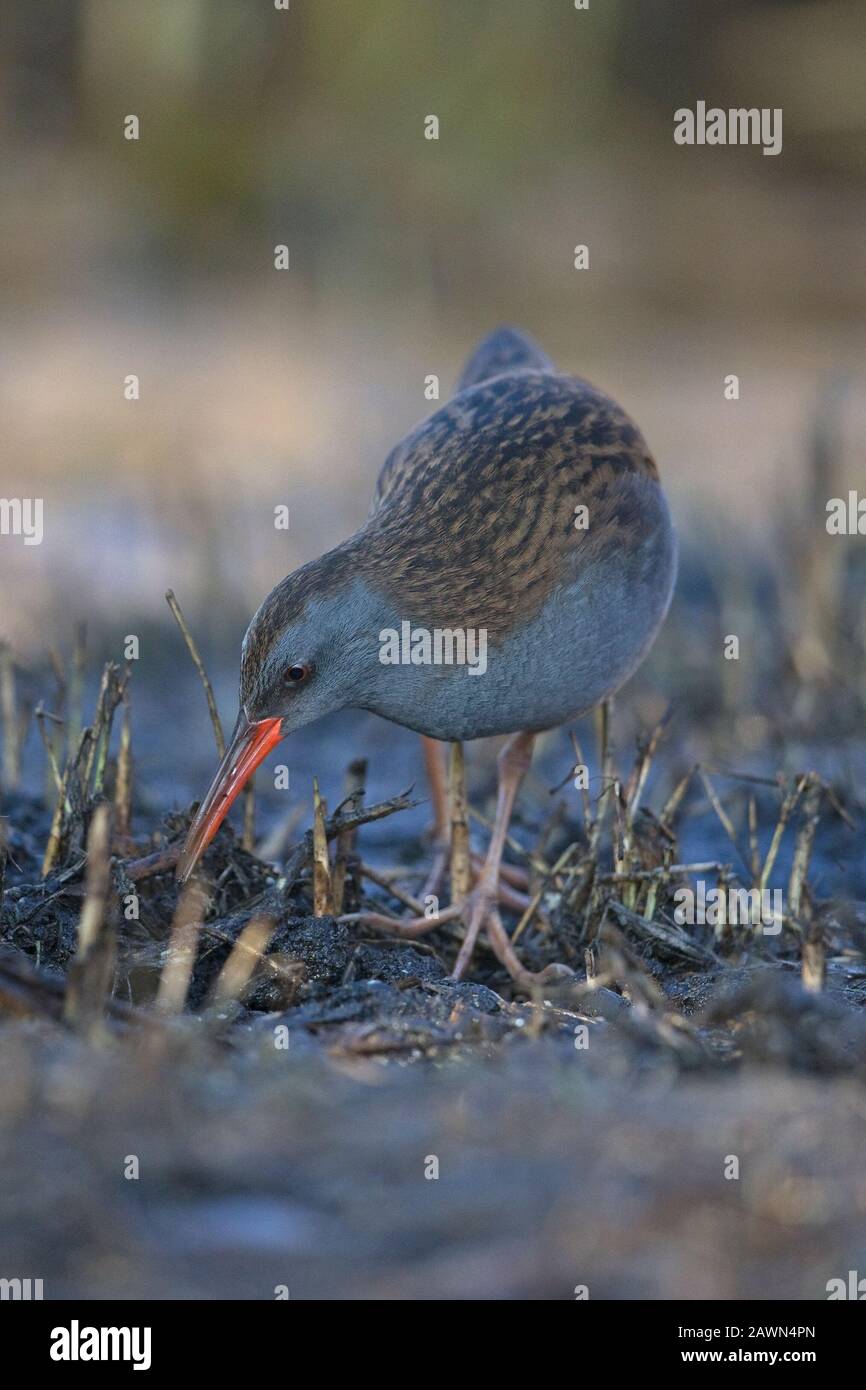 Water Rail (Rallus aquaticus Stock Photo - Alamy