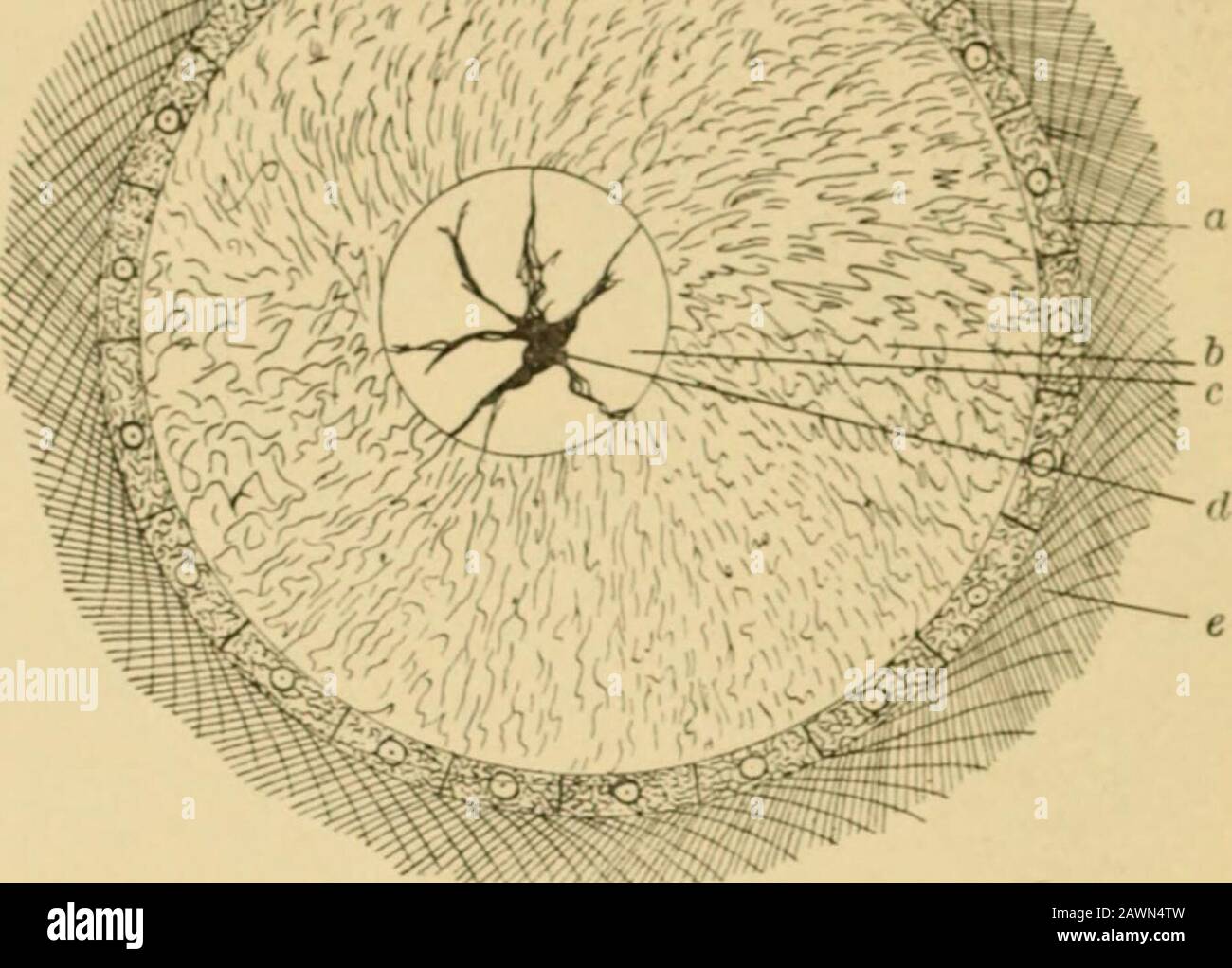 A system of obstetrics . us proligerus; g, h, outer and inner ...