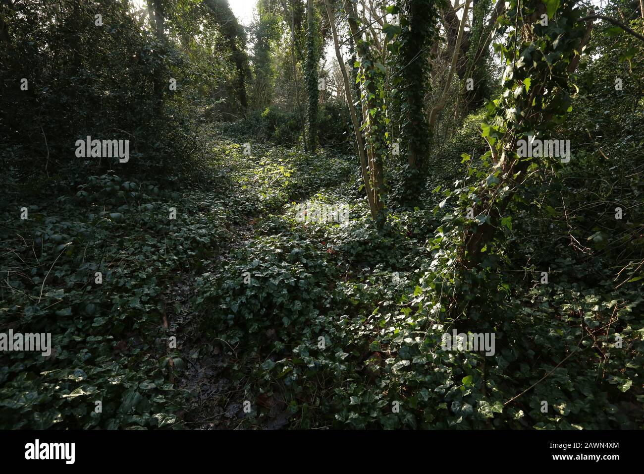 Woodland trails hi-res stock photography and images - Alamy