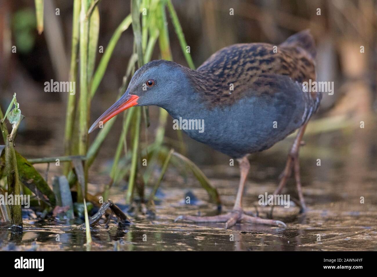 Water Rail (Rallus aquaticus Stock Photo - Alamy