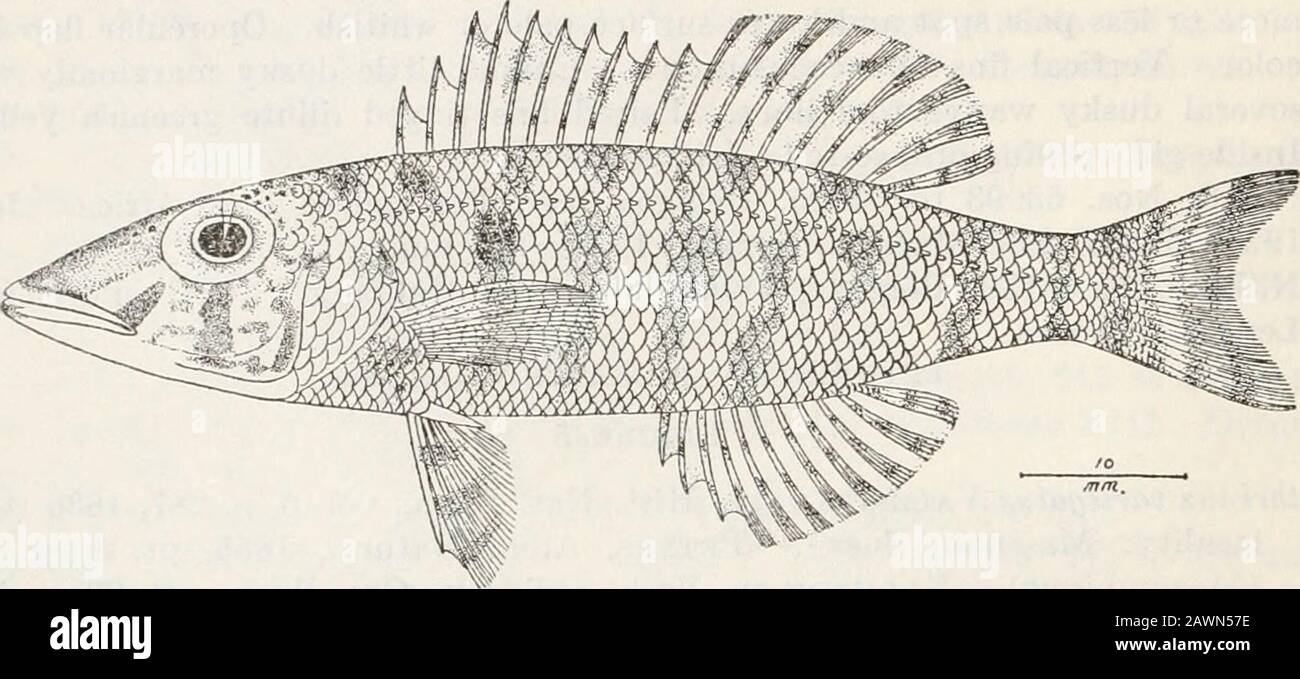 Bulletin - United States National Museum . snout, greater thaa ...