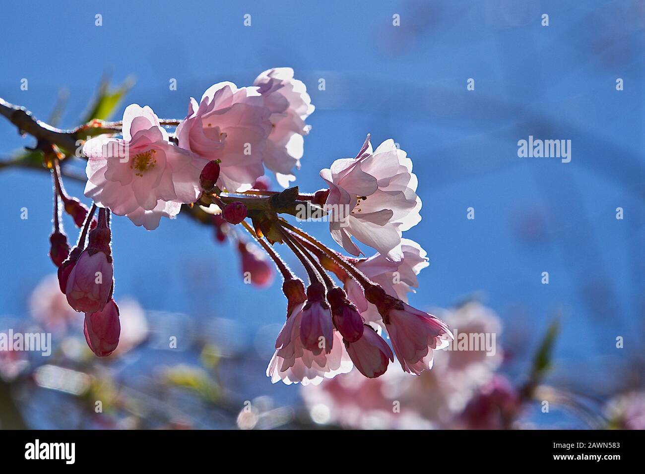 Janese garden design hi-res stock photography and images - Alamy