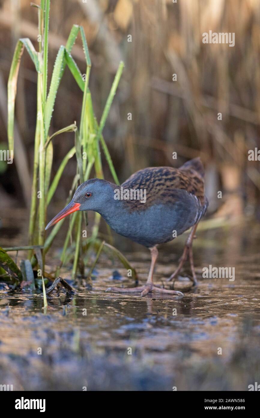 Water Rail (Rallus aquaticus Stock Photo - Alamy