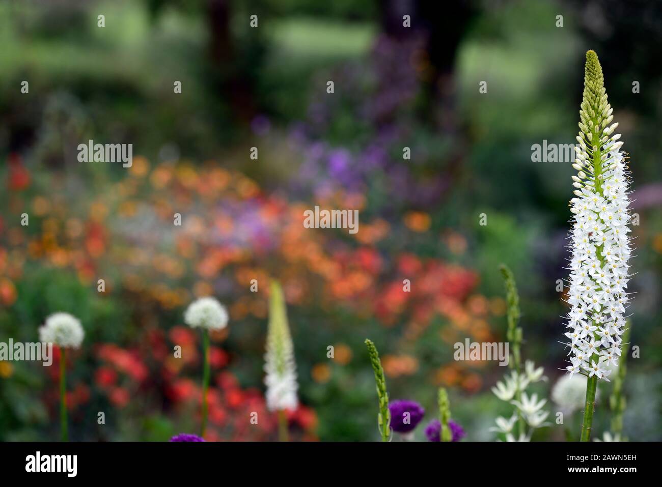 Spike flowers hi-res stock photography and images - Alamy