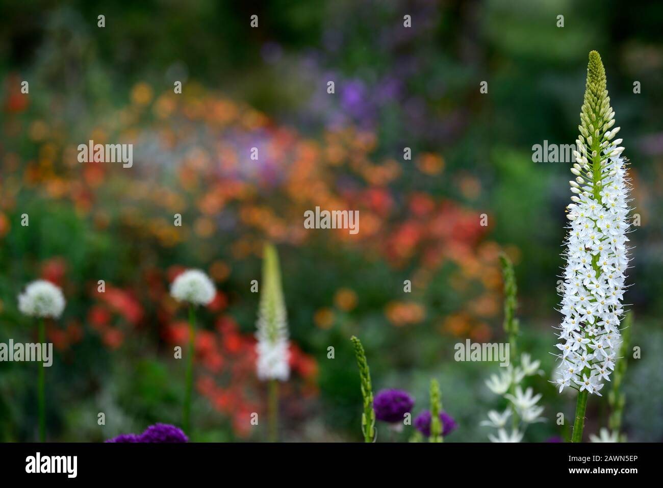 eremurus robustus,Foxtail lily,,raceme,white flower spike,flowers,spike ...