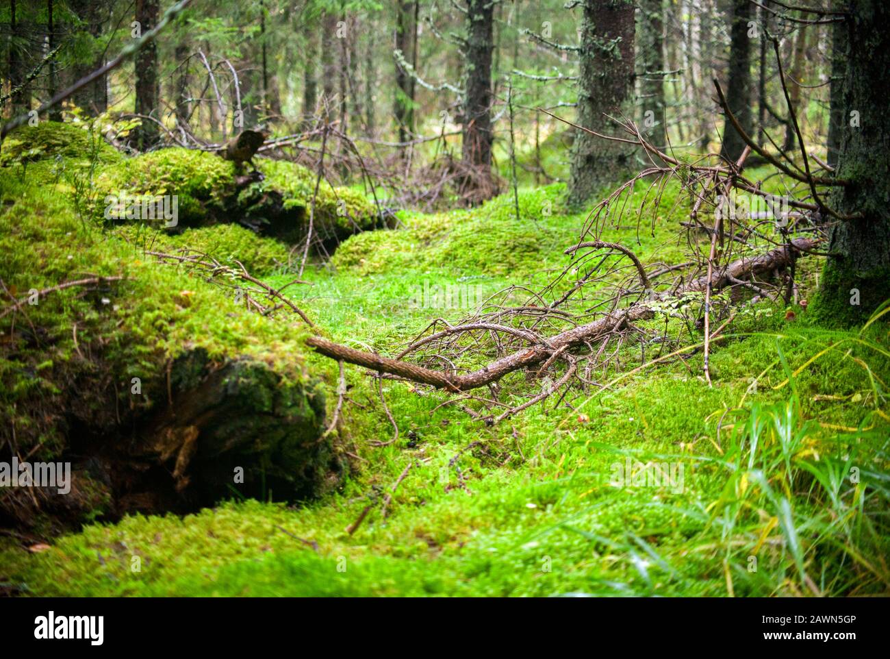Abandoned, lost forest place with green mosh. Autumn spooky empty ...