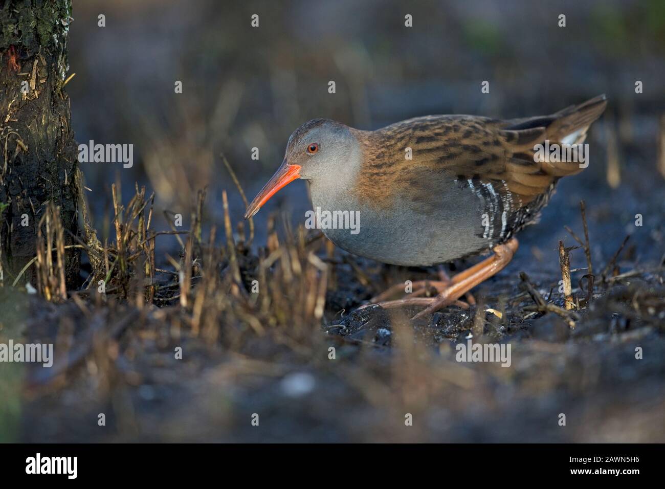 Water Rail (Rallus aquaticus Stock Photo - Alamy
