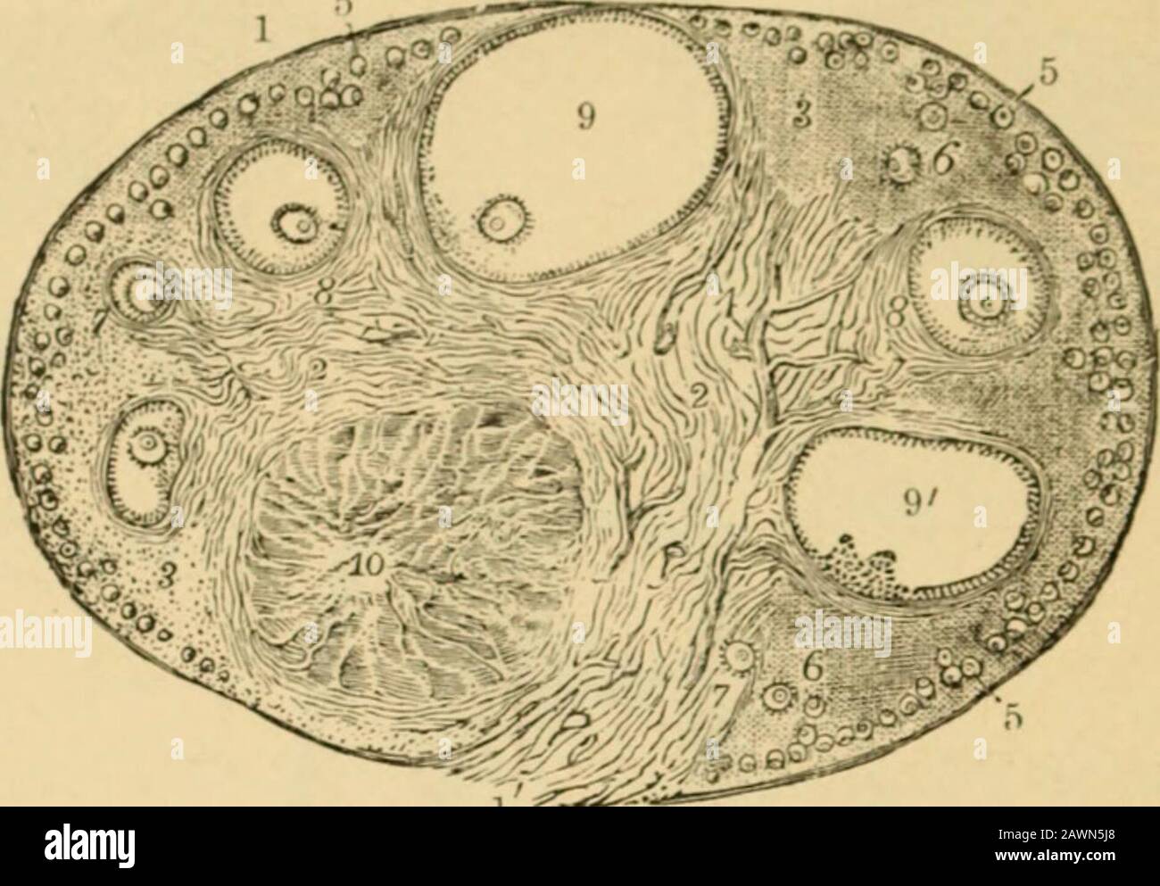 Ova woman hi-res stock photography and images - Alamy