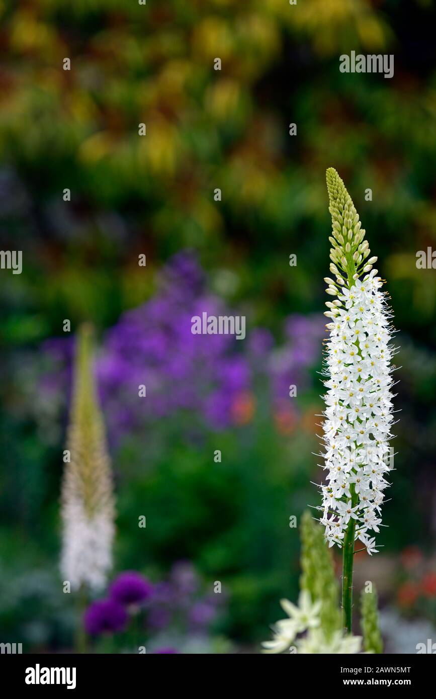 eremurus robustus,Foxtail lily,,white flower spike,flowers,spike,spires ...