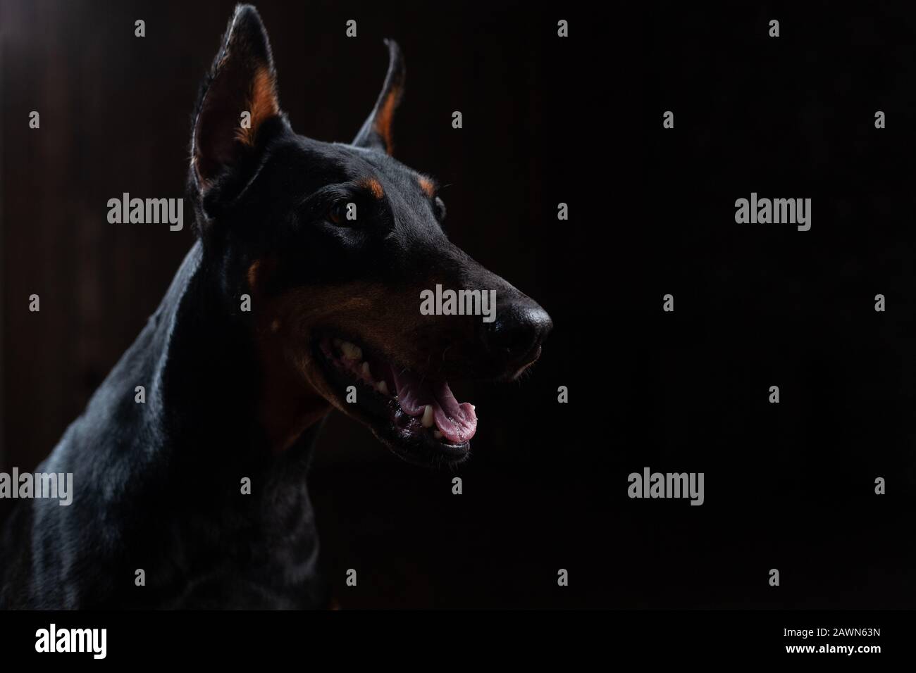 Doberman Pinscher against black background front view Shooting in the ...