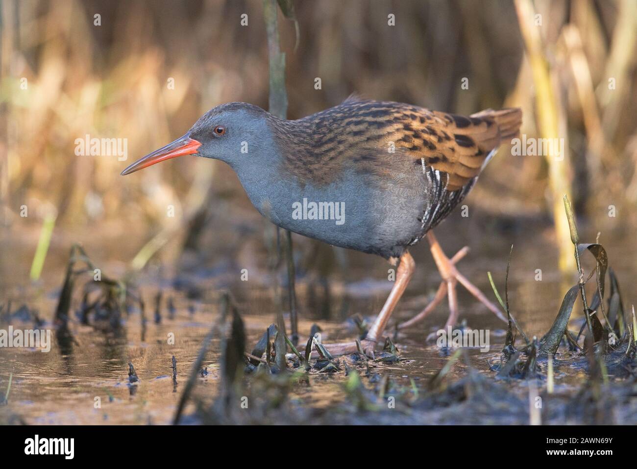 Water Rail (Rallus aquaticus Stock Photo - Alamy