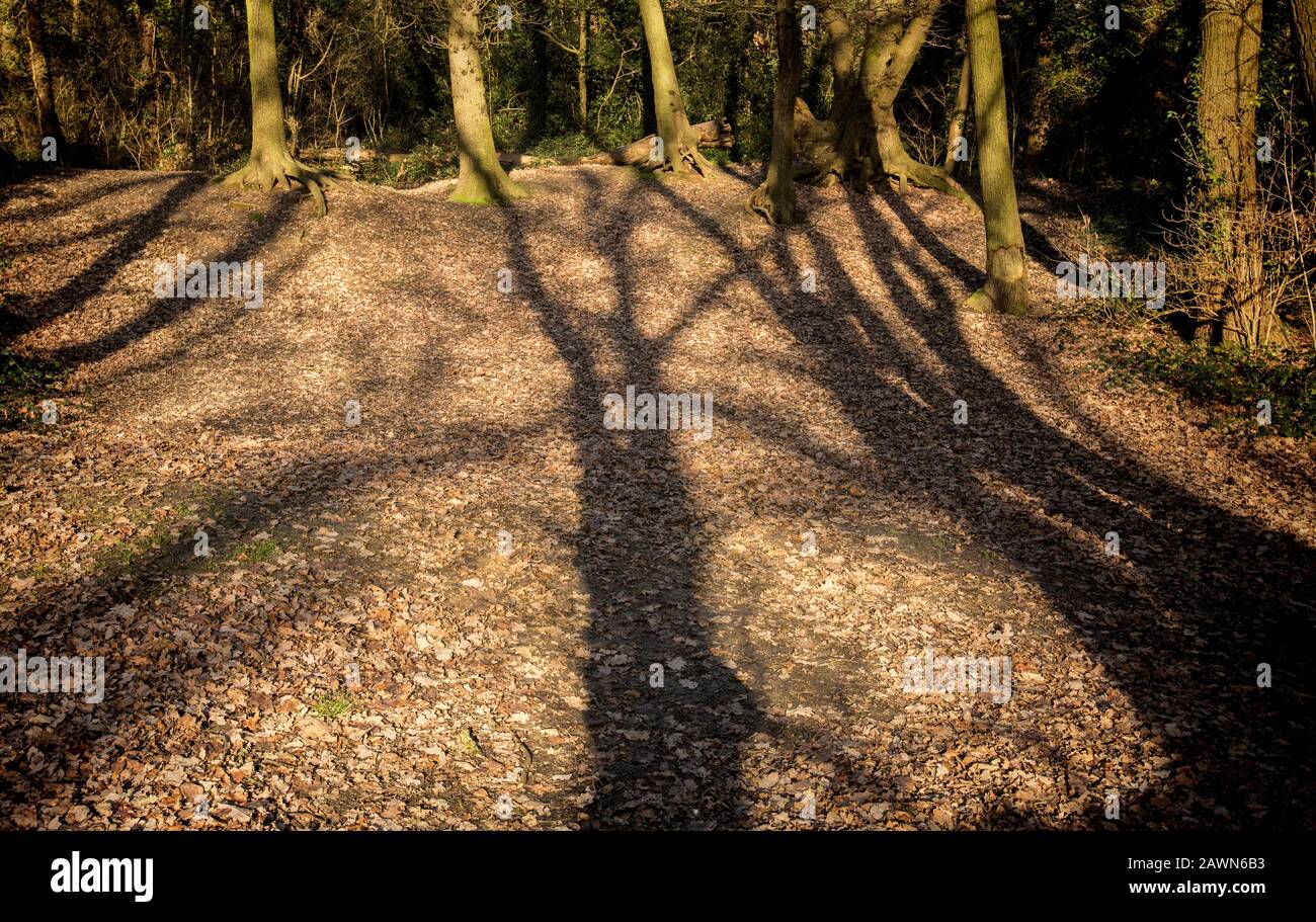Woodland trails hi-res stock photography and images - Alamy