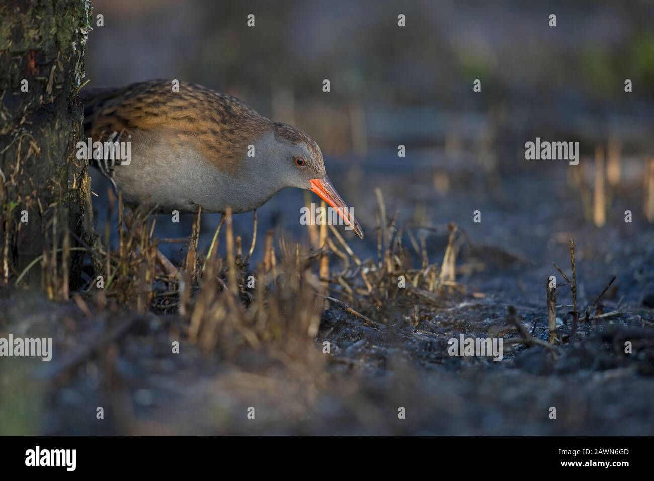 Water Rail (Rallus aquaticus Stock Photo - Alamy