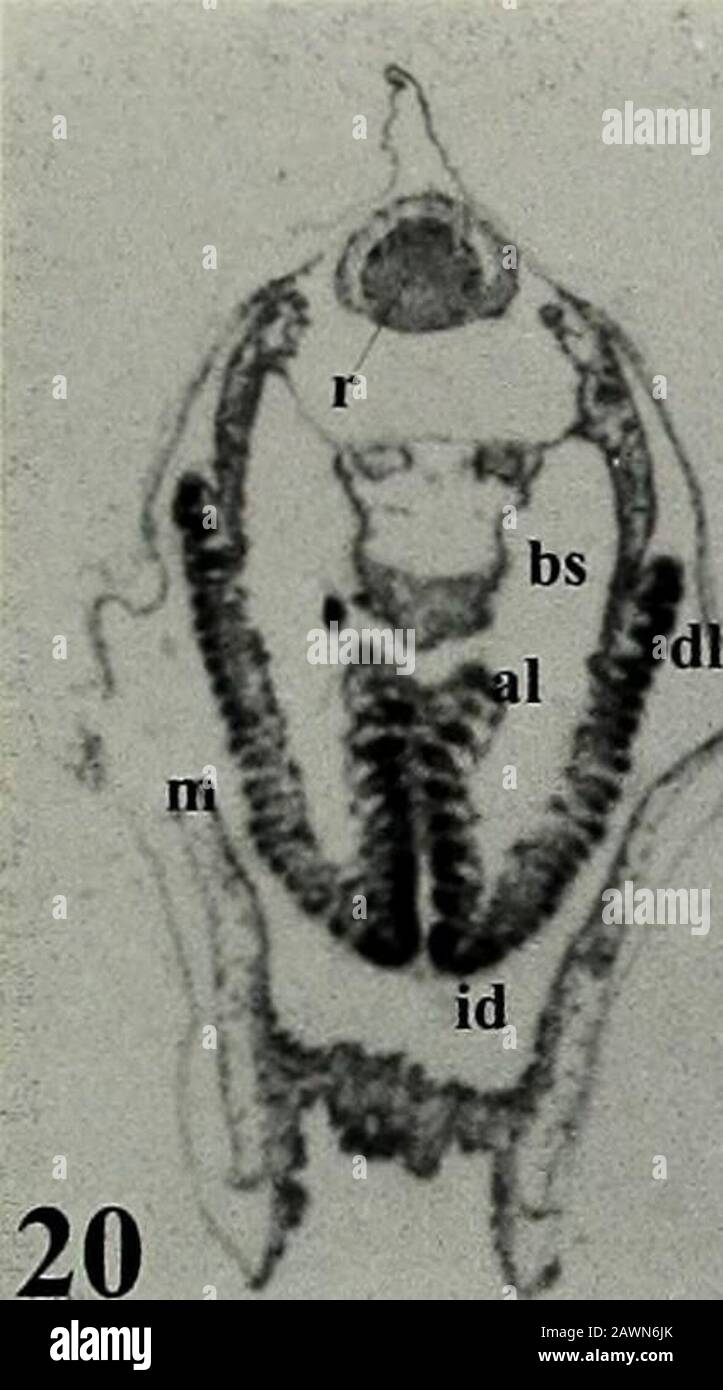 Exhalant siphon hi-res stock photography and images - Alamy