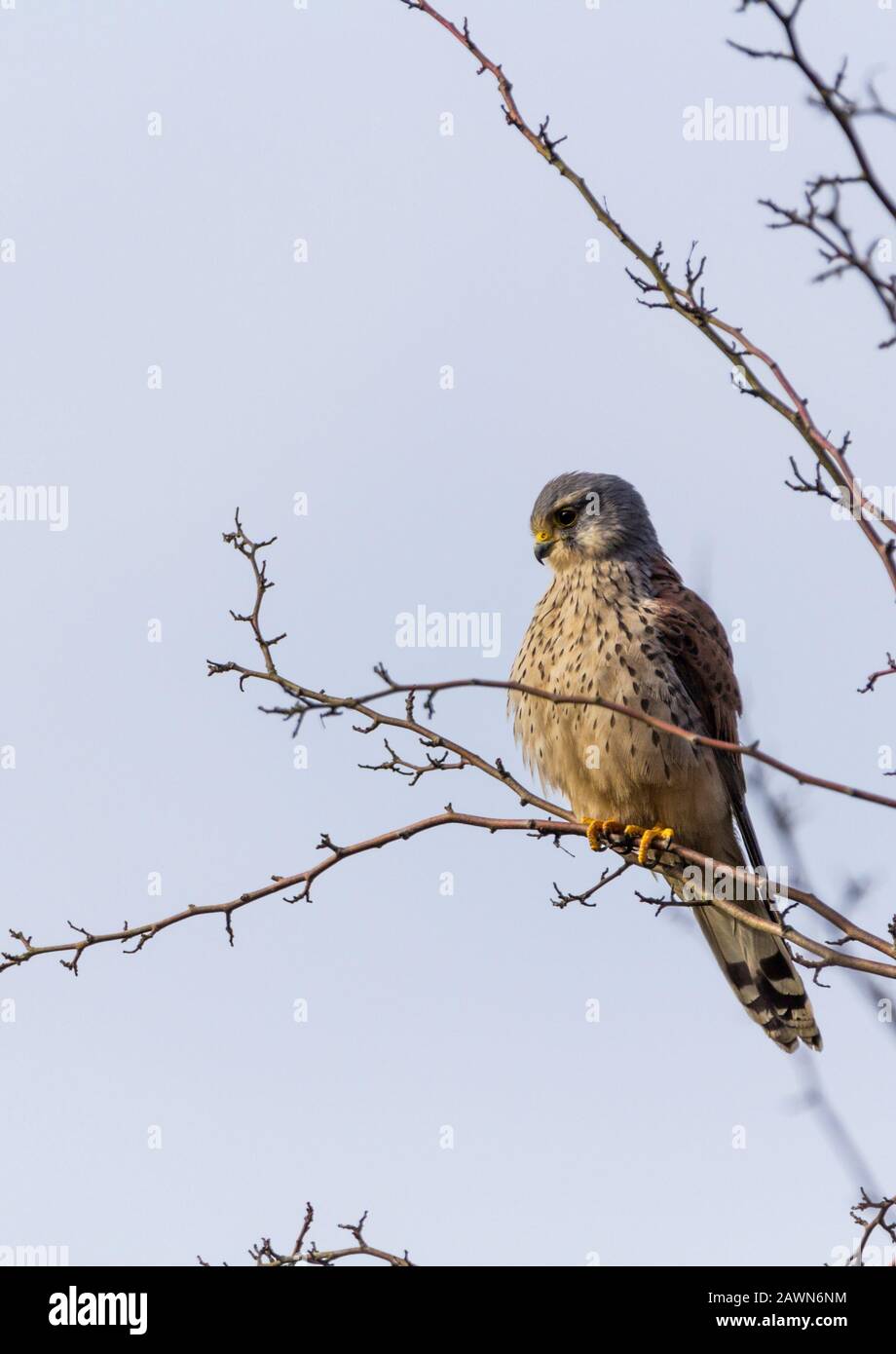 Kestral male portrait format hi-res stock photography and images - Alamy
