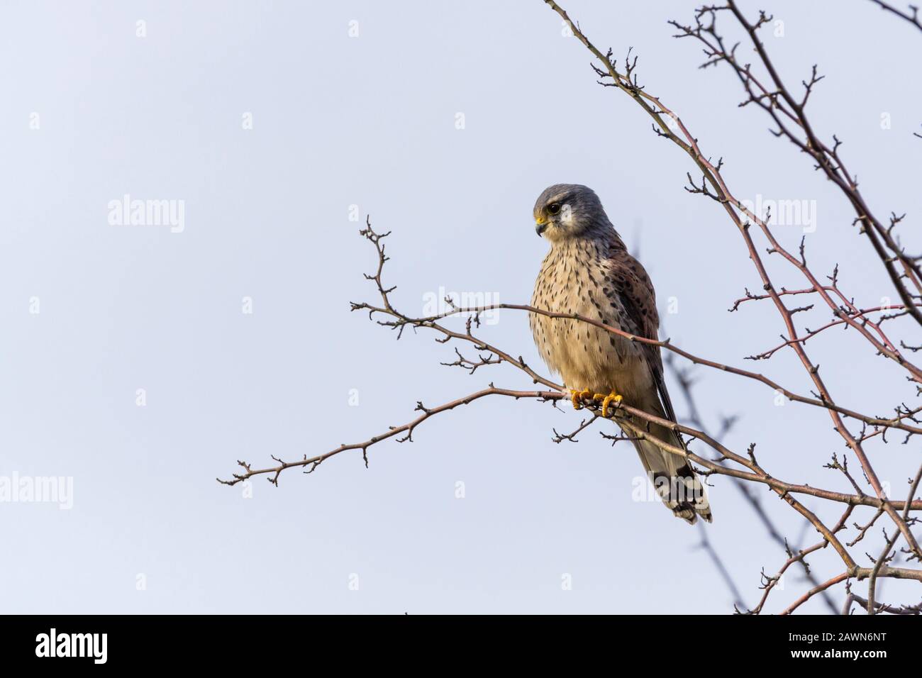 Kestral Falco tinnunculus male raptor in tree spotting prey below ...