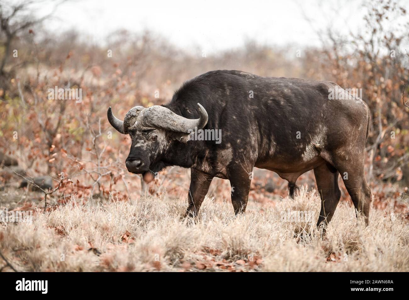 African buffalo having a skin problem Stock Photo - Alamy
