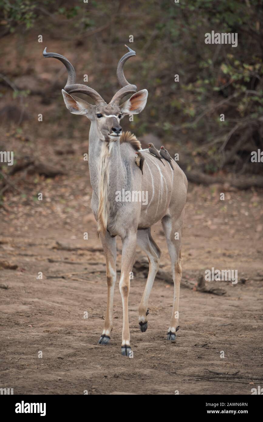 Vertical shot of a kudu antelope with tiny birds on the back Stock ...