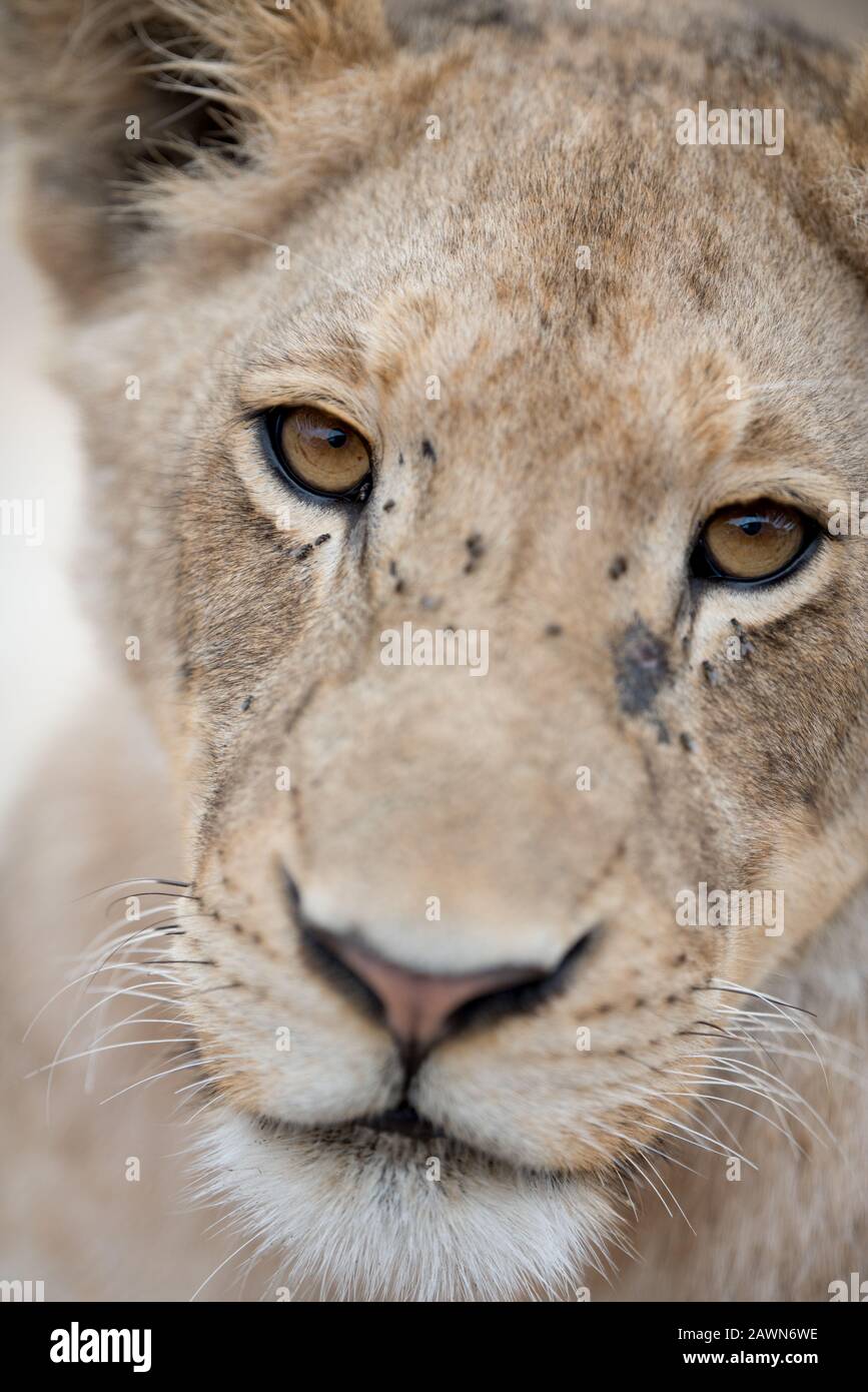 Lion cub face vertical hi-res stock photography and images - Alamy