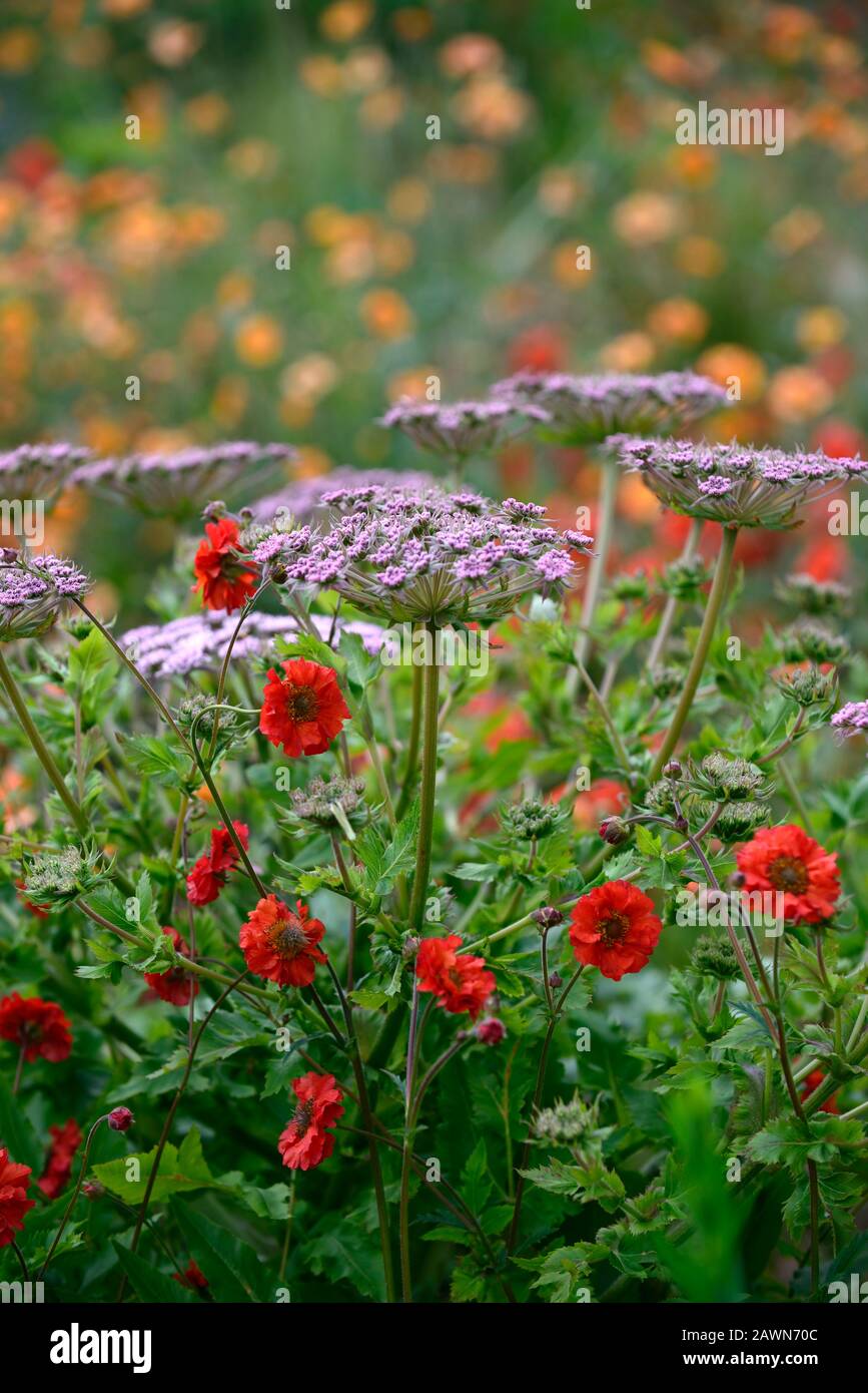 Geum ‘scarlet tempest’ hi-res stock photography and images - Alamy