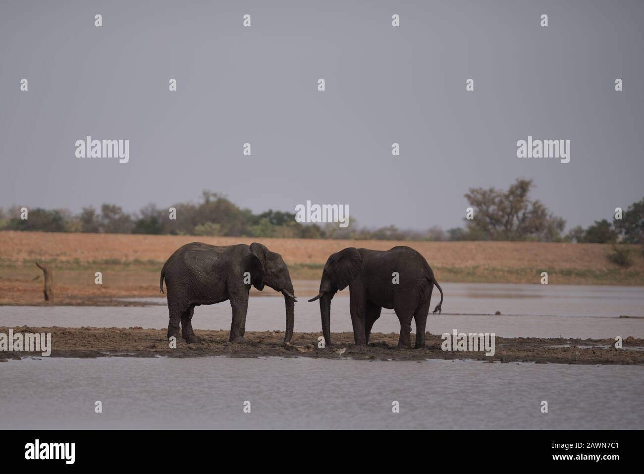 Elephants Facing Each Other High Resolution Stock Photography and ...