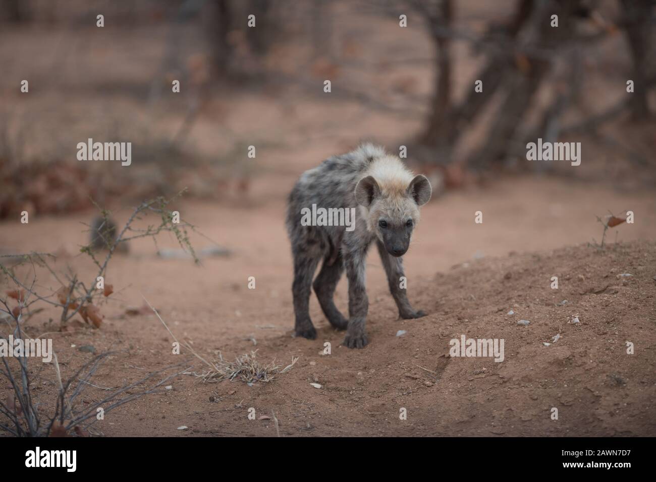 Fierce-looking spotted hyena ready to hunt for a prey Stock Photo - Alamy