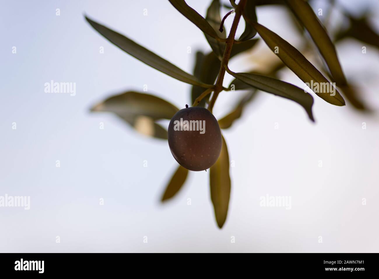 Olive oil farming hi-res stock photography and images - Alamy